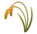 Sheaf of Rice Emoji 🌾